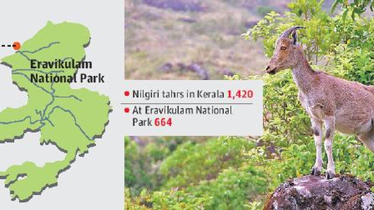 Survey puts Nilgiri tahr population at 1,420 - The Hindu